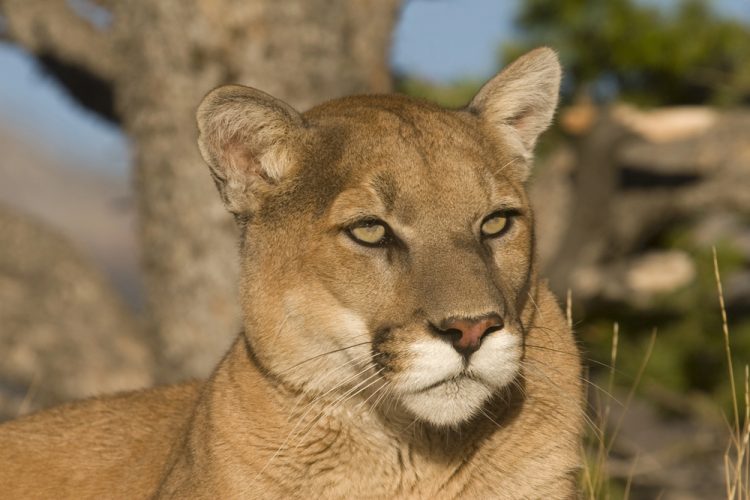 Record-Breaking Predator: Colorado’s Biggest Tracked Mountain Lion ...