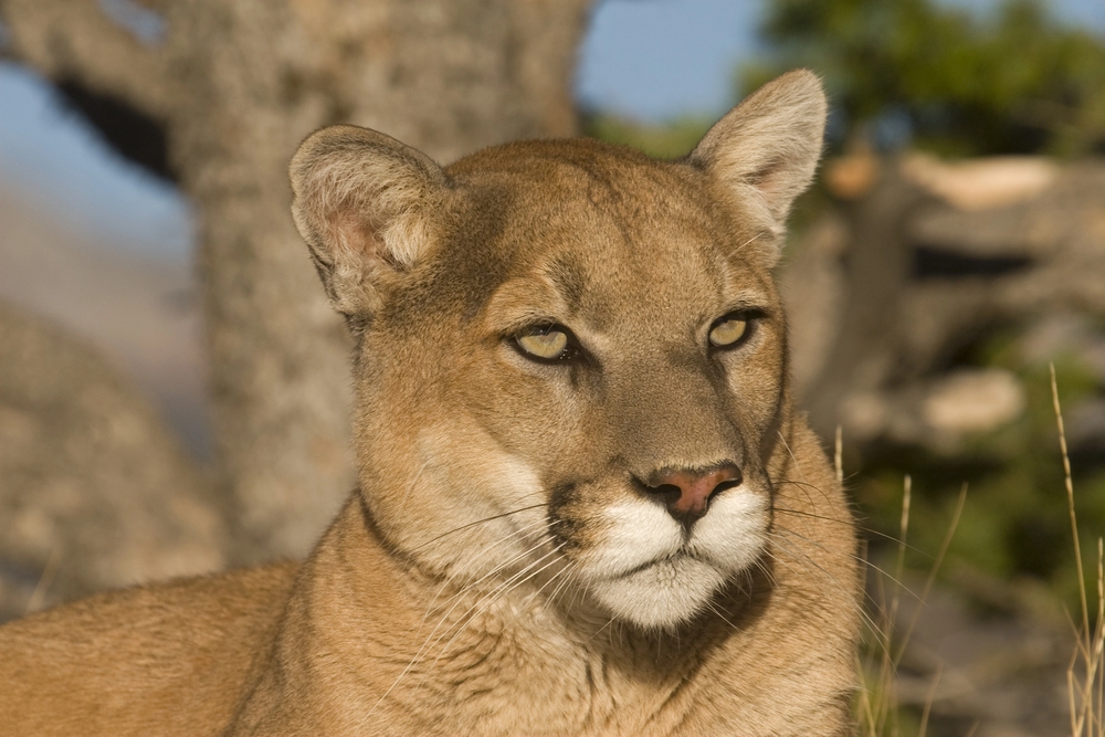Record-Breaking Predator: Colorado’s Biggest Tracked Mountain Lion ...