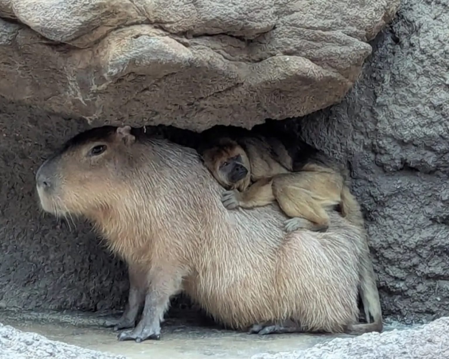 Monkey Business: Howler and Capybara Caught Cuddling at Denver Zoo – IFD