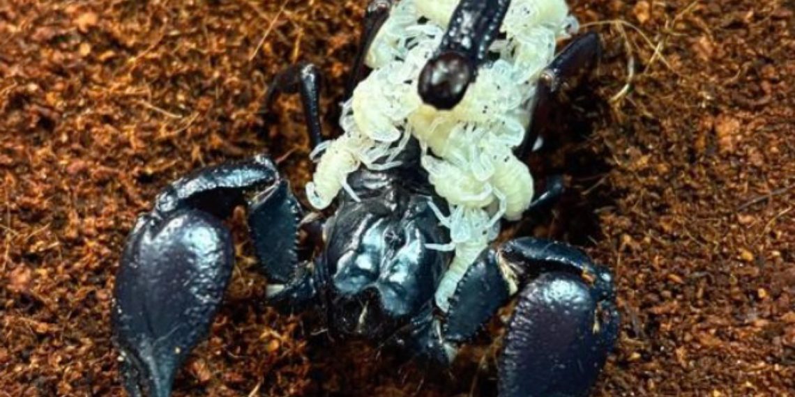 Kenn Solomon on 33 Years as Rocky: The Injuries, the Laughs, and How ...